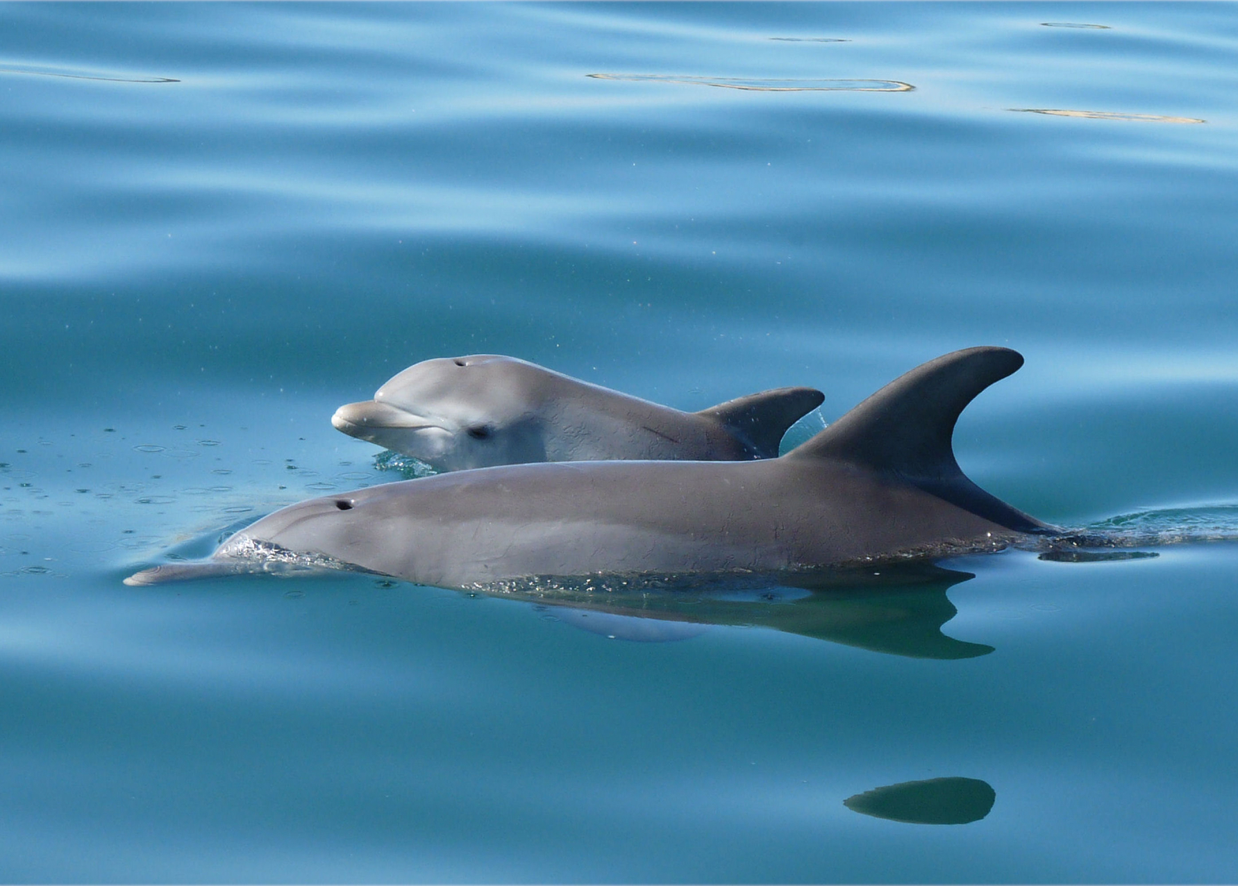 Dolphin Discovery Centre - Australia Travel